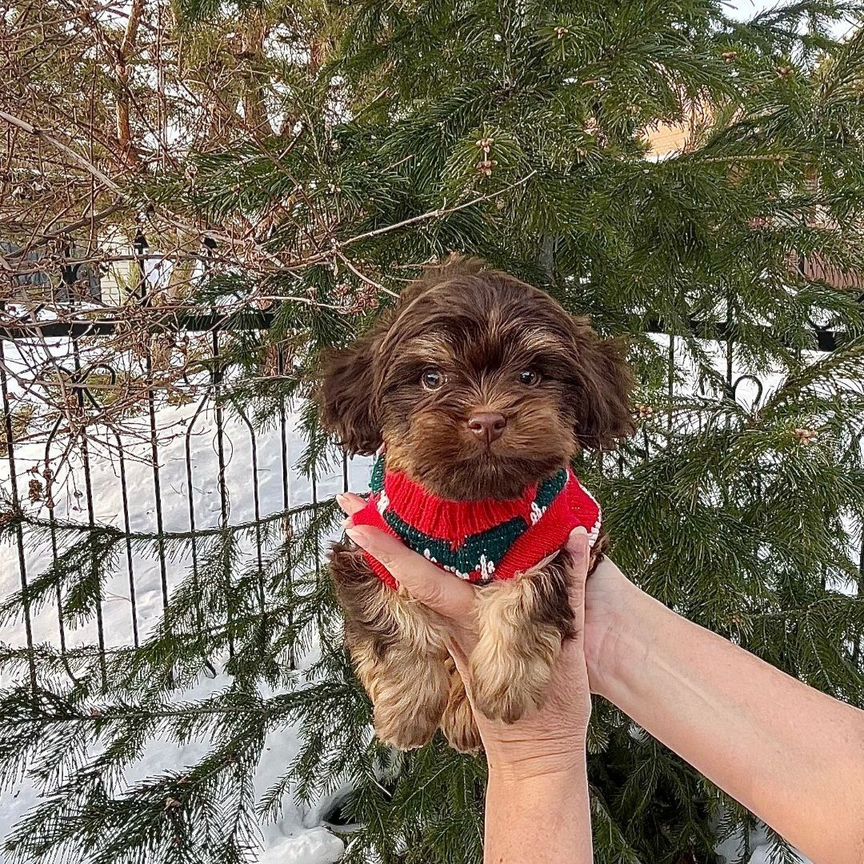 Мальтипу, щенок