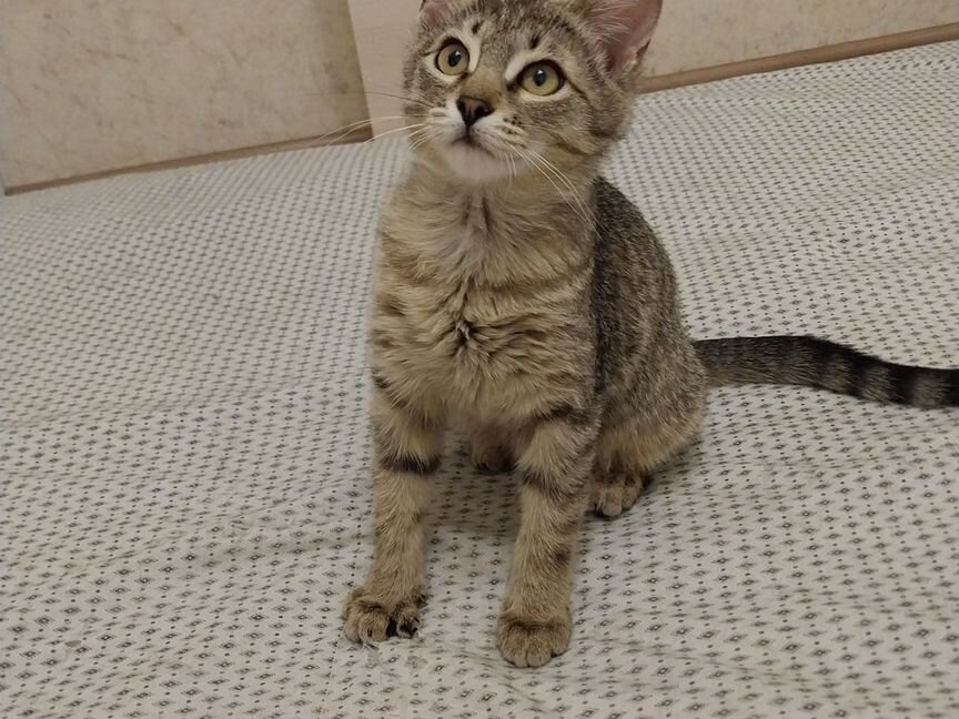 Котик Тишка