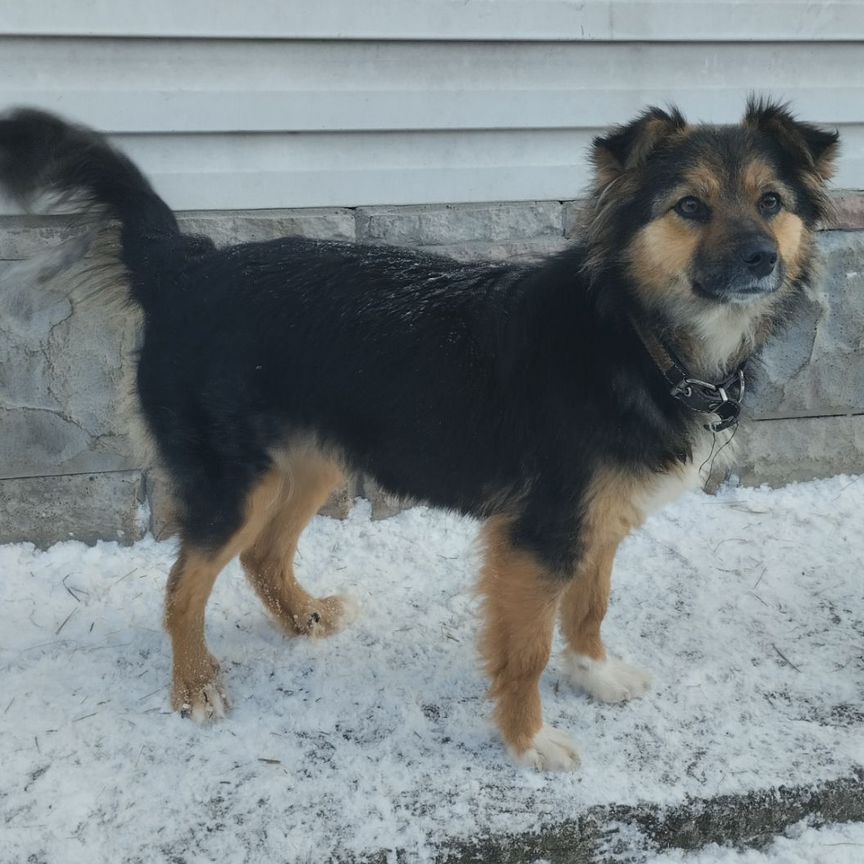 Взрослая собака в добрые руки