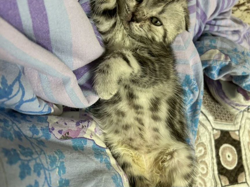 Шотландские котята