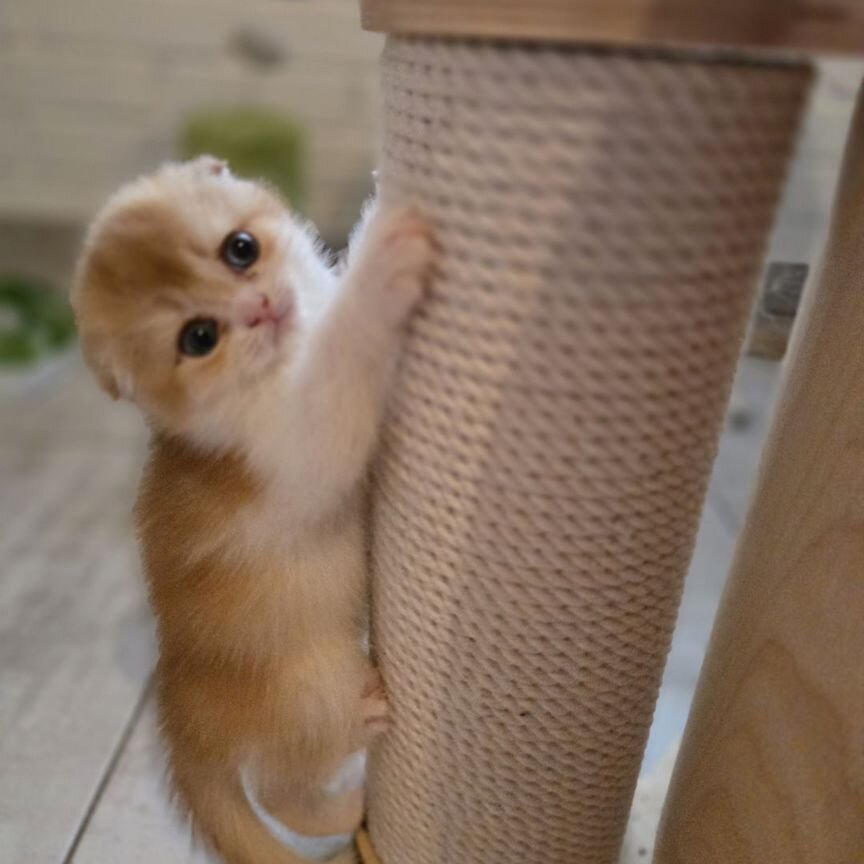 Вислоухие котята