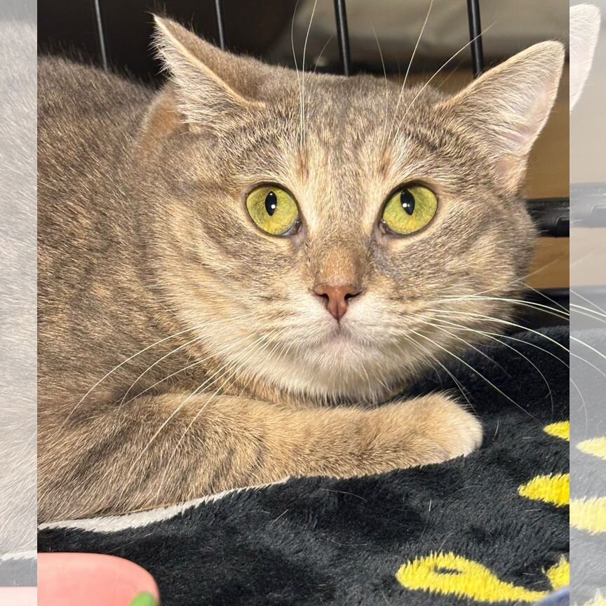 Взрослая, кошка в добрые руки