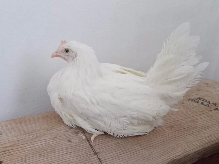 Куры Несушки