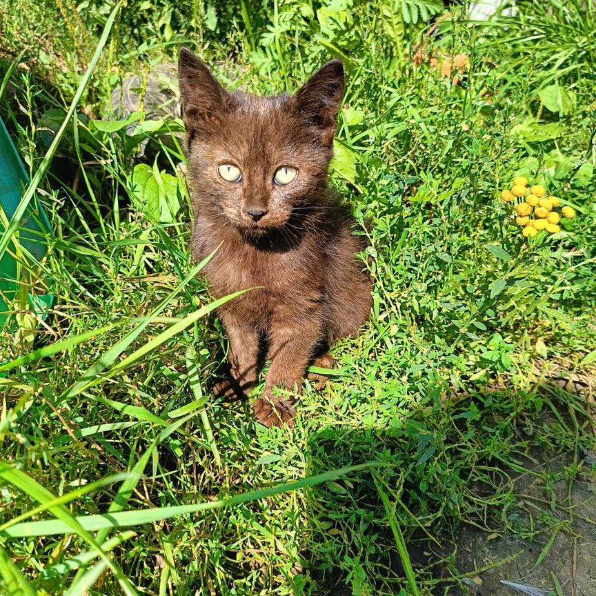 Бегемот котенок 2 мес
