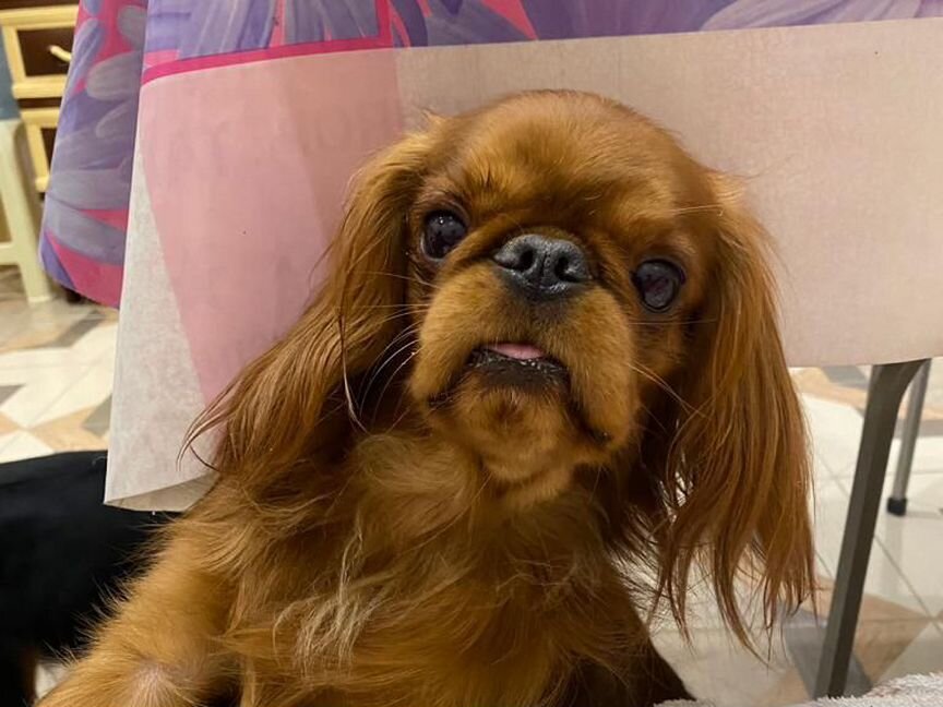 Кинг чарльз спаниель жених