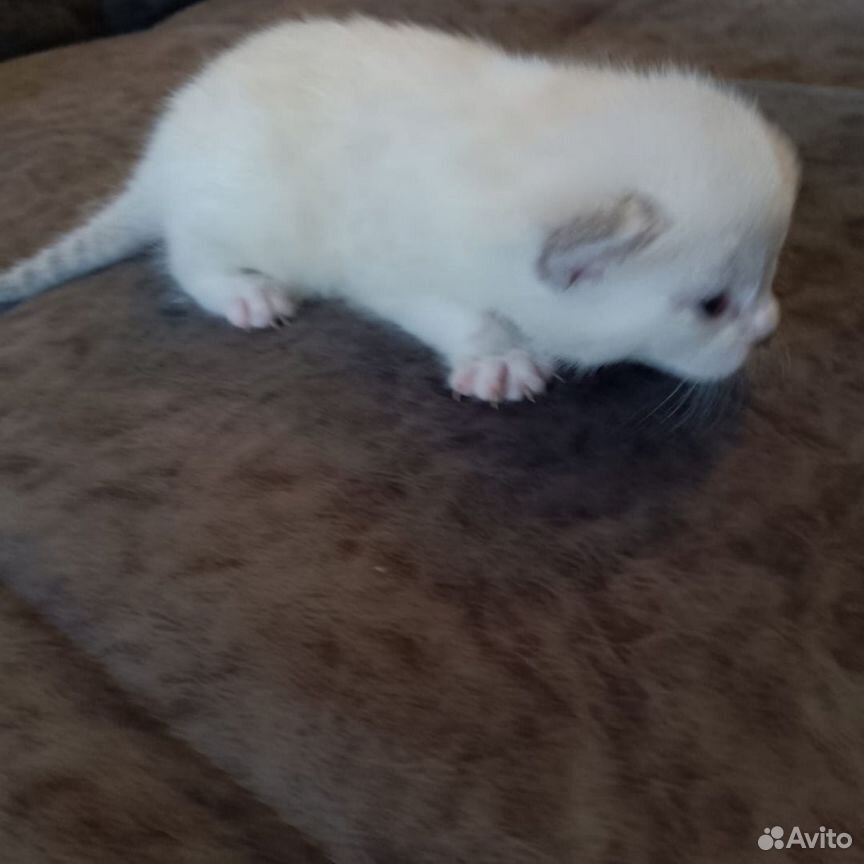 Бенгальская кошка