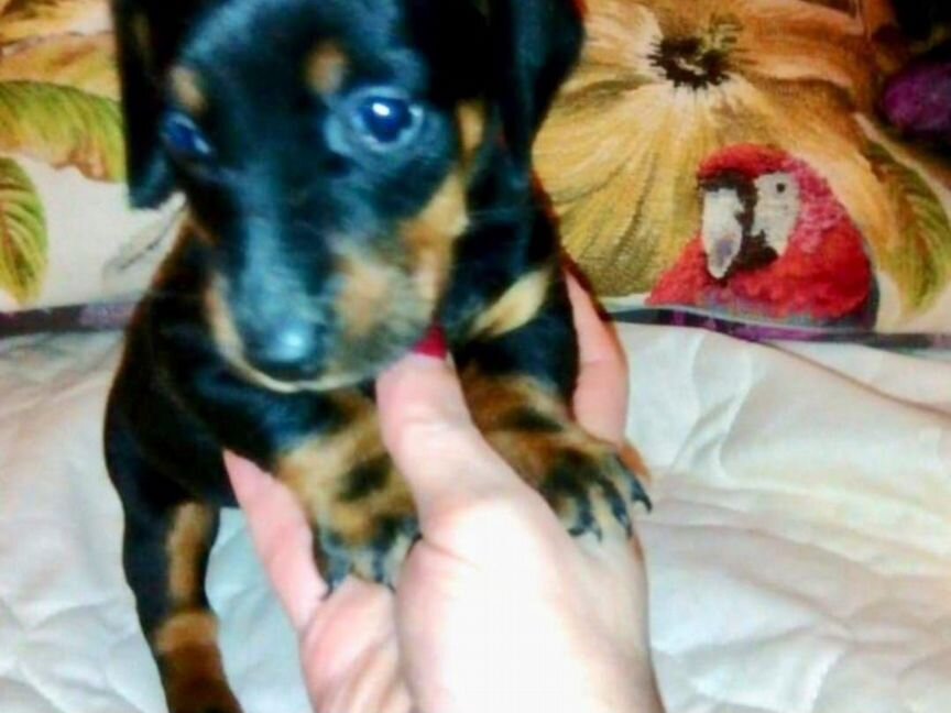 Детки кроличьей таксы