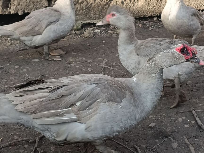 Селезень индоутки, петушки