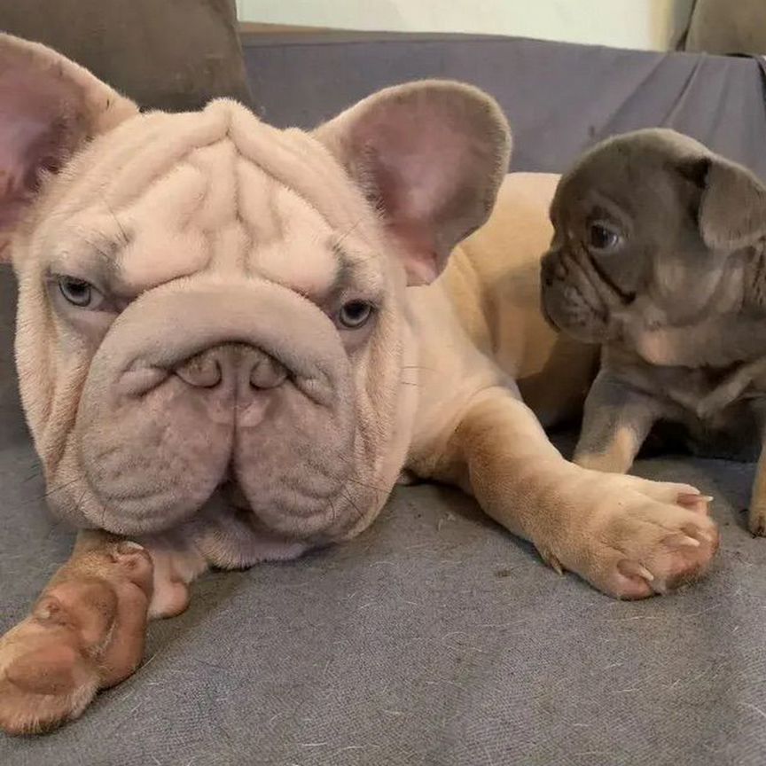 Французский бульдог, щенок