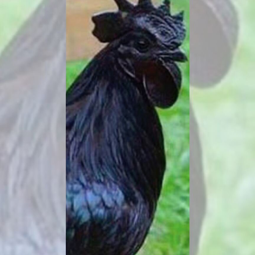 Черные куры и петухи