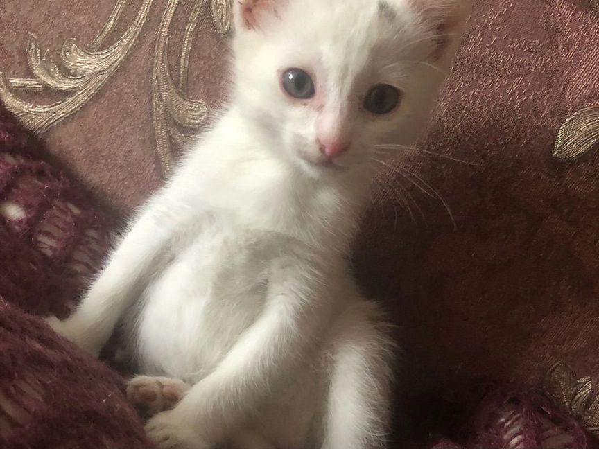 Отдам в добрые руки котенка