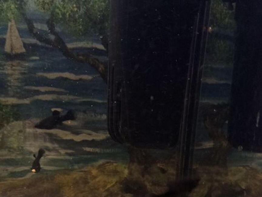 Аквариумные рыбки, молинезии