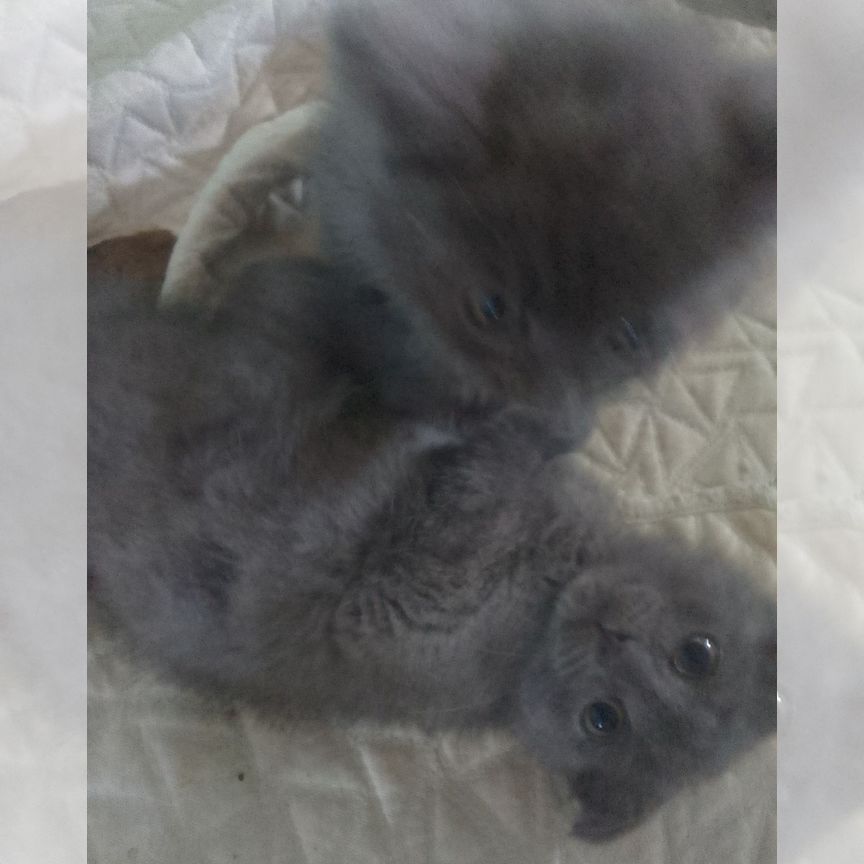 Шотландские котята
