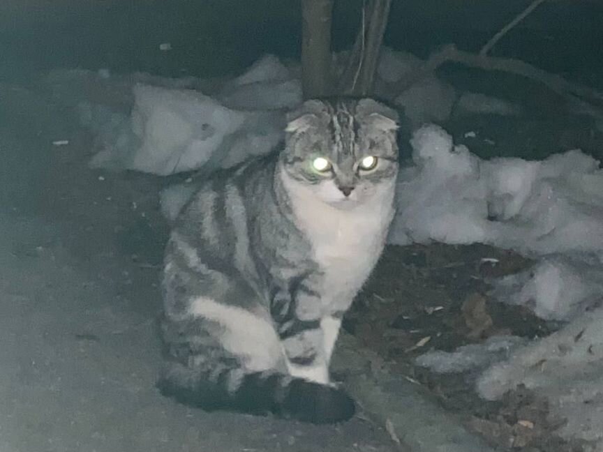Вислоухий котенок потеряшка