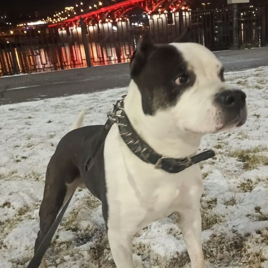 Стаффордширский бультерьер, взрослый пёс