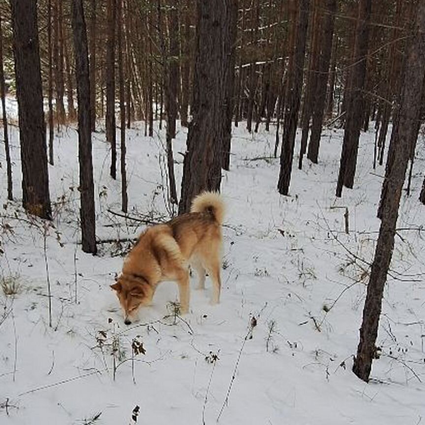 Западносибирская лайка, взрослый пёс