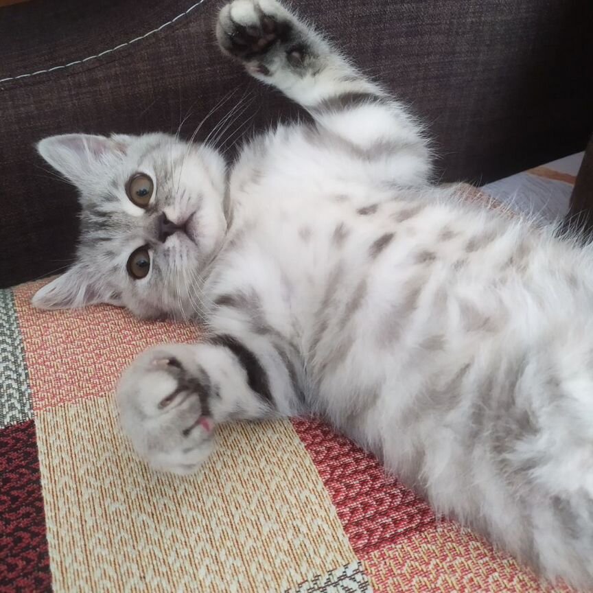 Мальчик Шатланской породы 2,5 месяцеа