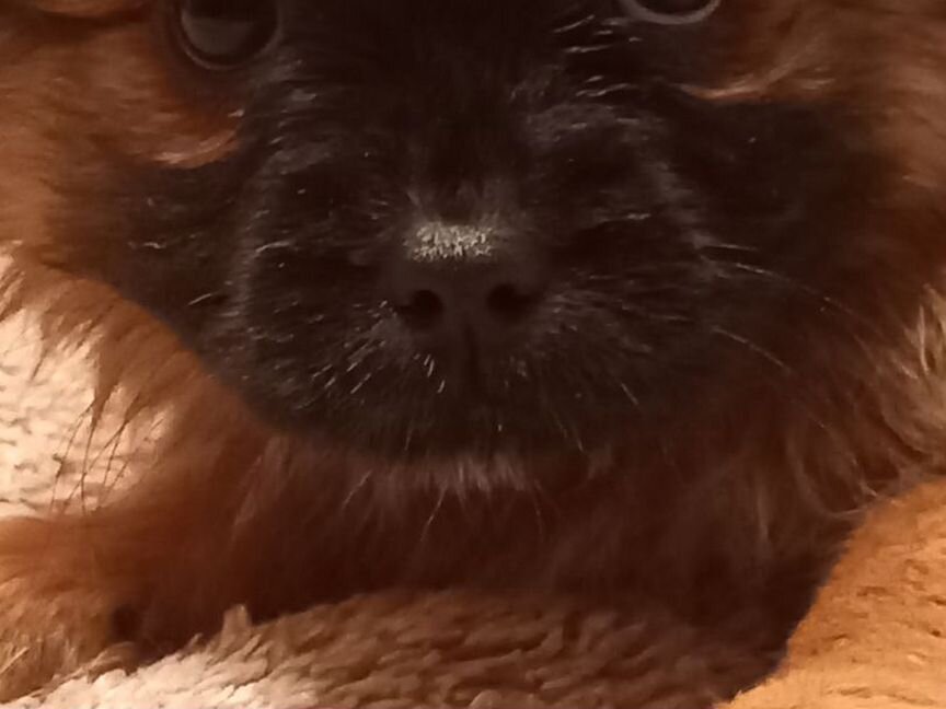 Щенки пекинеса