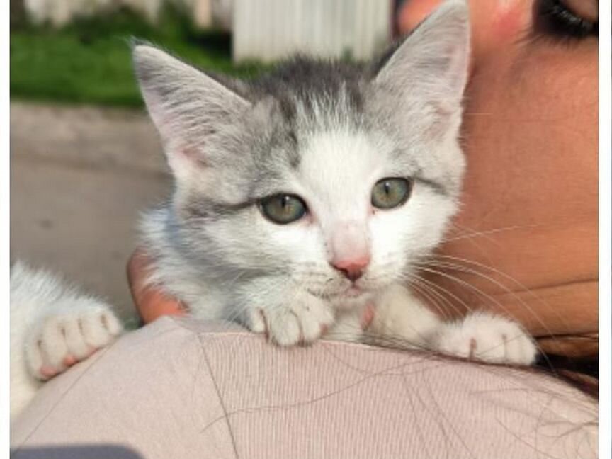 Котята Кай и Герда