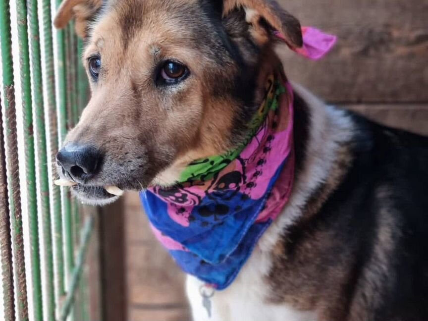 Уникальная собака Зита ищет родителей