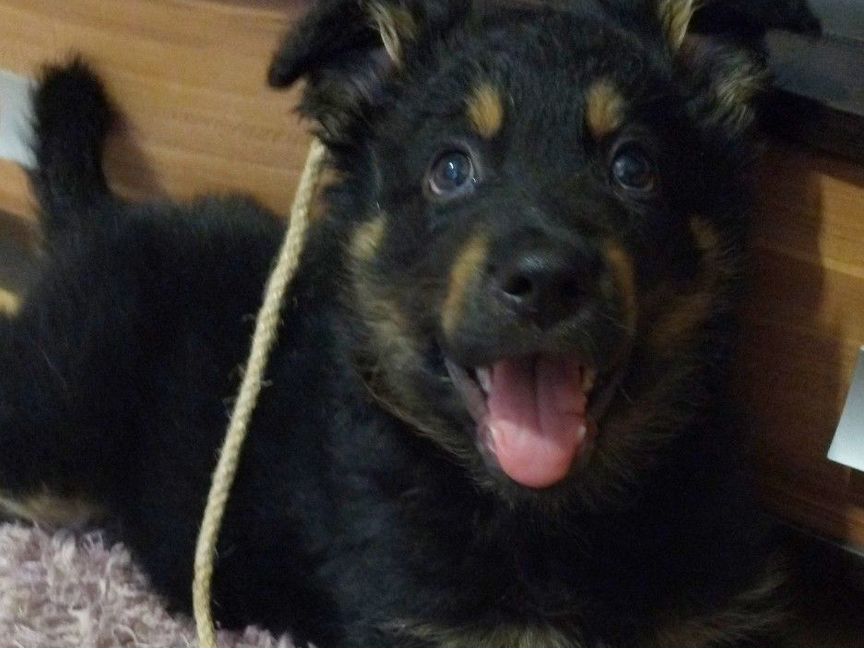 Щенка обижают другие собаки