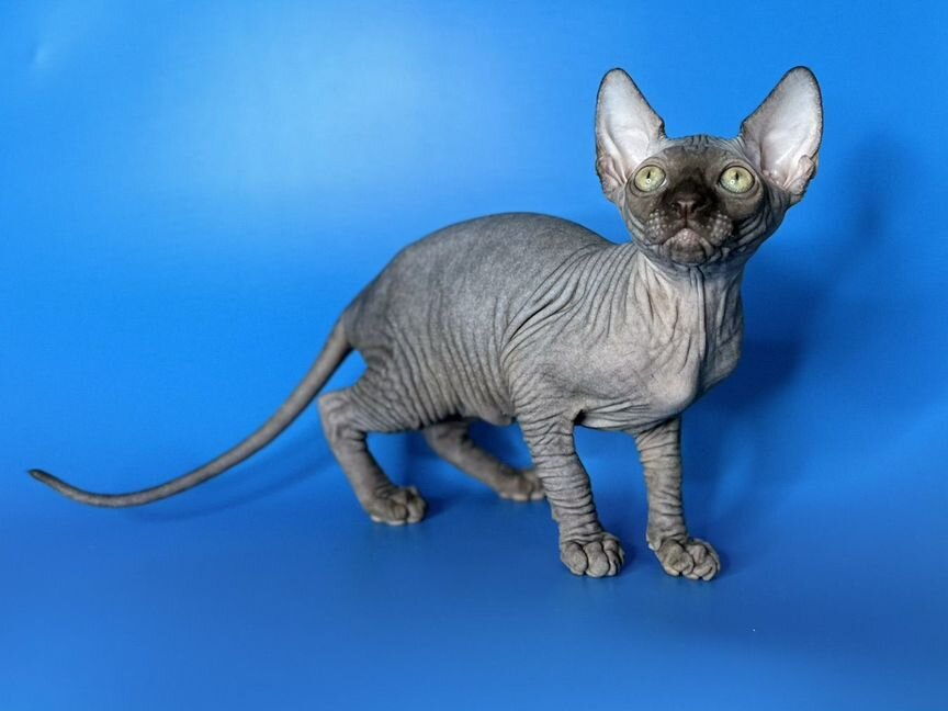 Канадский сфинкс 2 мес. Девочка