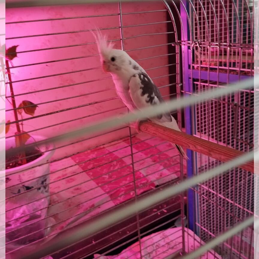 Птицы