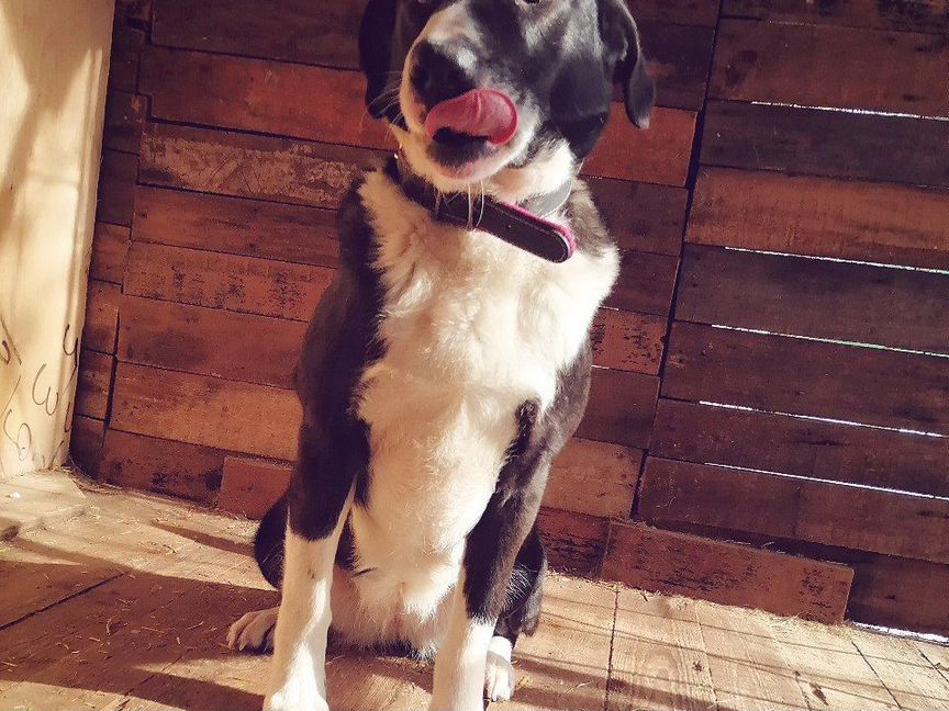 Игривая и Ласковая собака в добрые руки