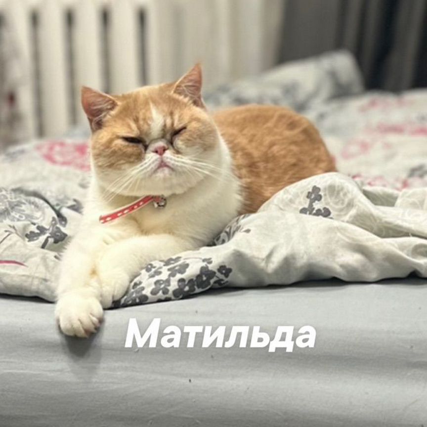 Экзотическая кошечка