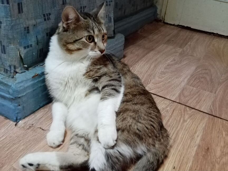 Кот Васька ищет добрую семью