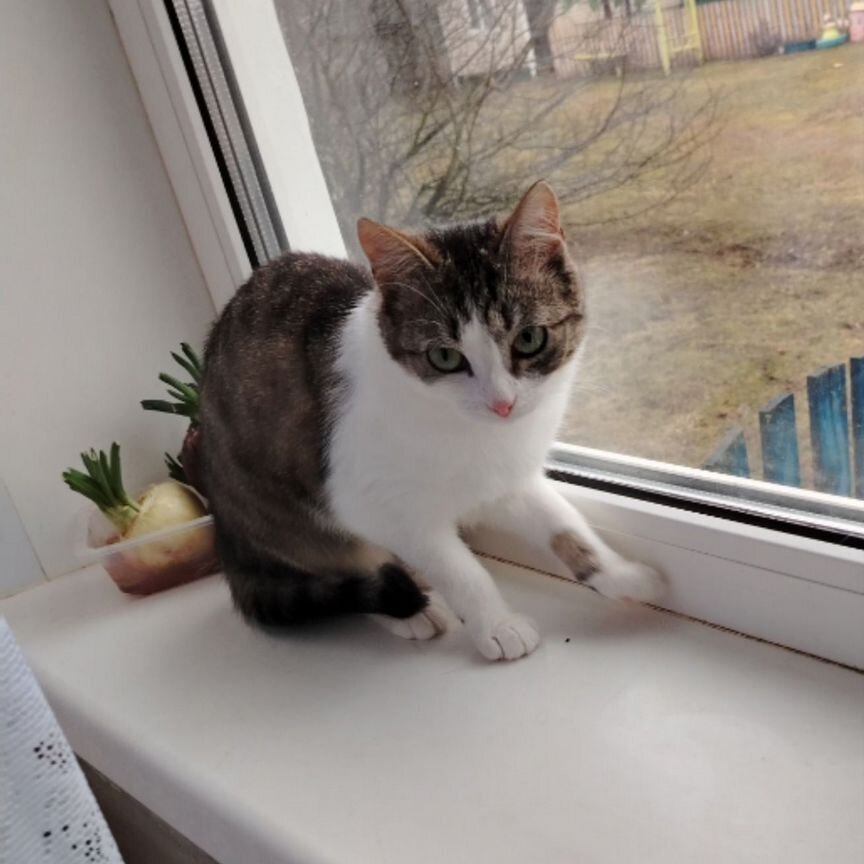 Котенок в добрые руки