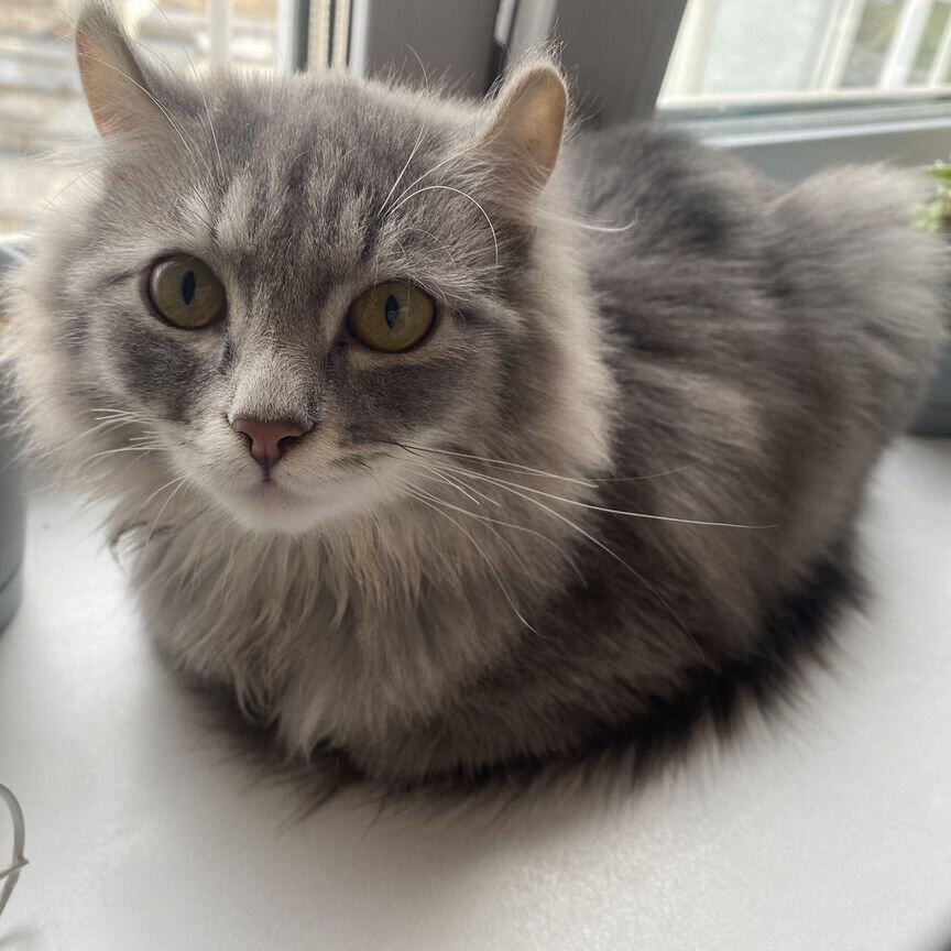 Коты в добрые руки мальчики