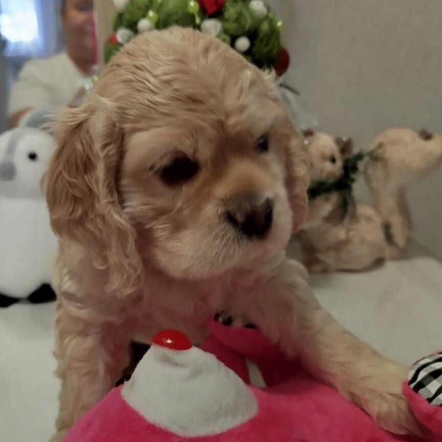 Щенок американского кокер спаниеля