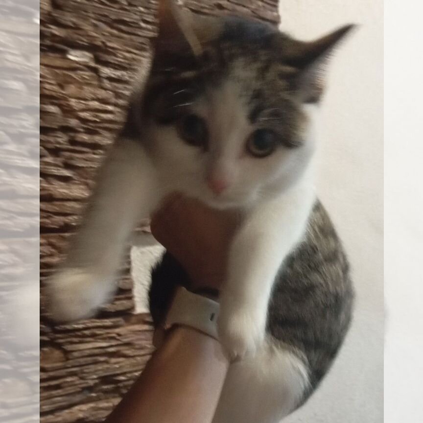 Котёнок в добрые руки