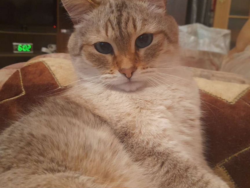 Кошка толстая