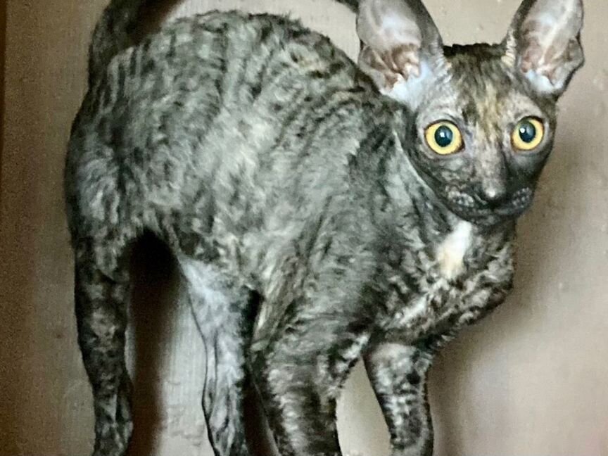 Корнуэльский рекс