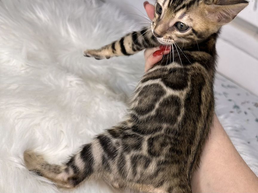 Мальчик из питомника