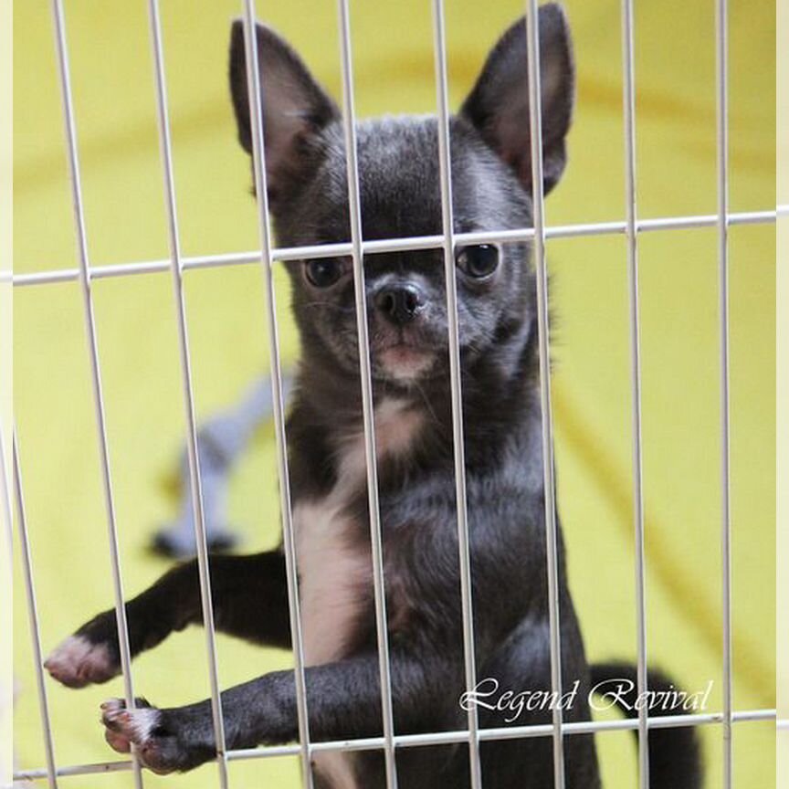 Чихуахуа, щенок