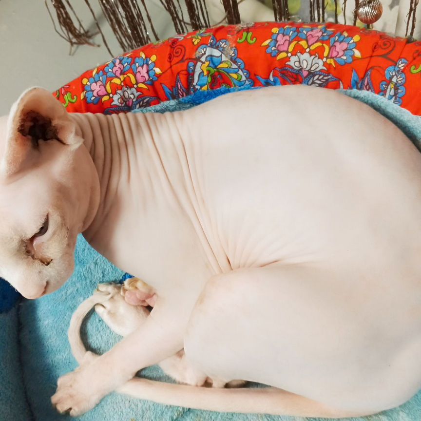 Канадский сфинкс бесплатно