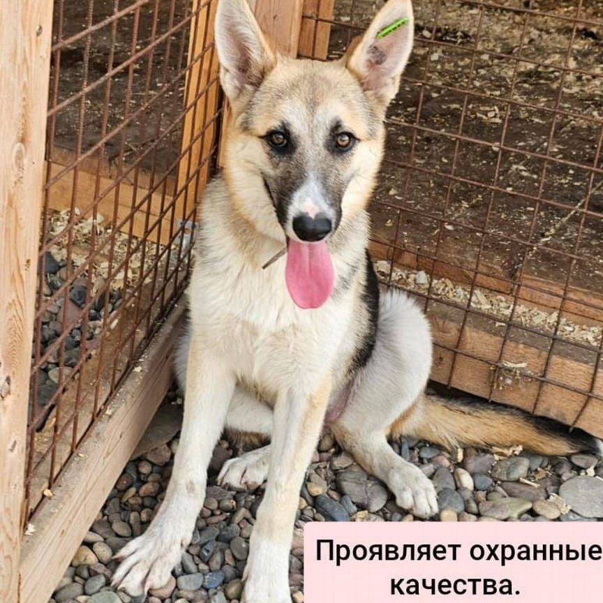 Немецкая овчарка, щенок