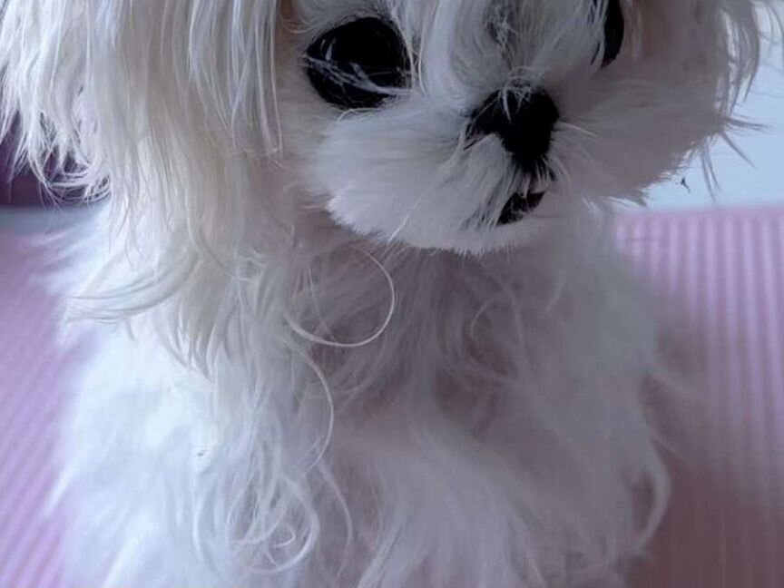 Мальтийская болонка девочка Корея