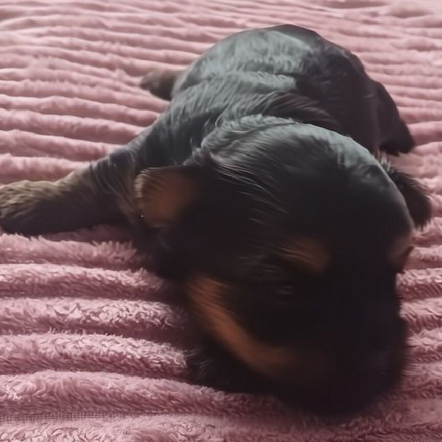 Йоркширский терьер, щенок