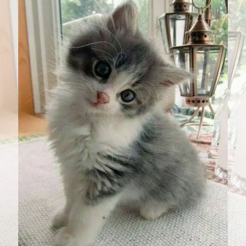 Котик в добрые руки