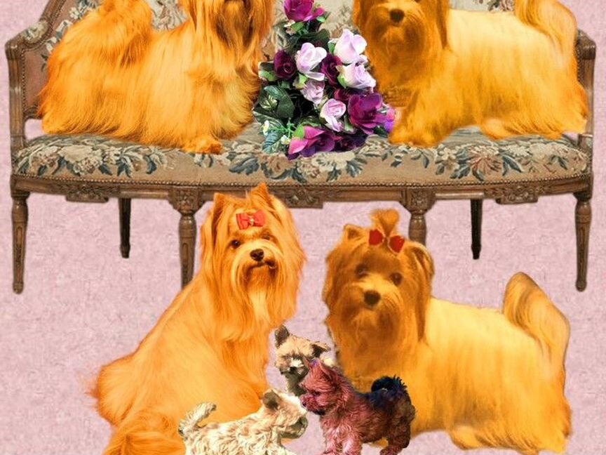 Щенки русской салонной собаки йорк