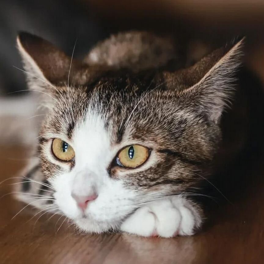 Взрослая кошка в добрые руки