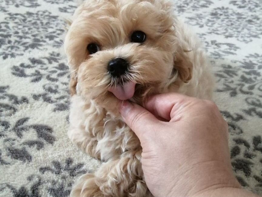 Мальтипу купить