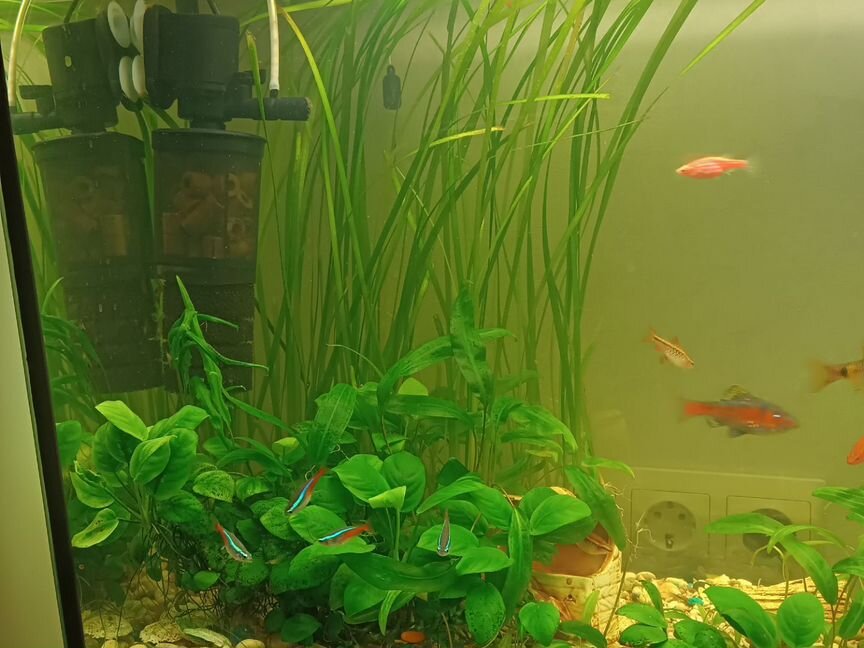 Аквариумные растения Валлиснерия