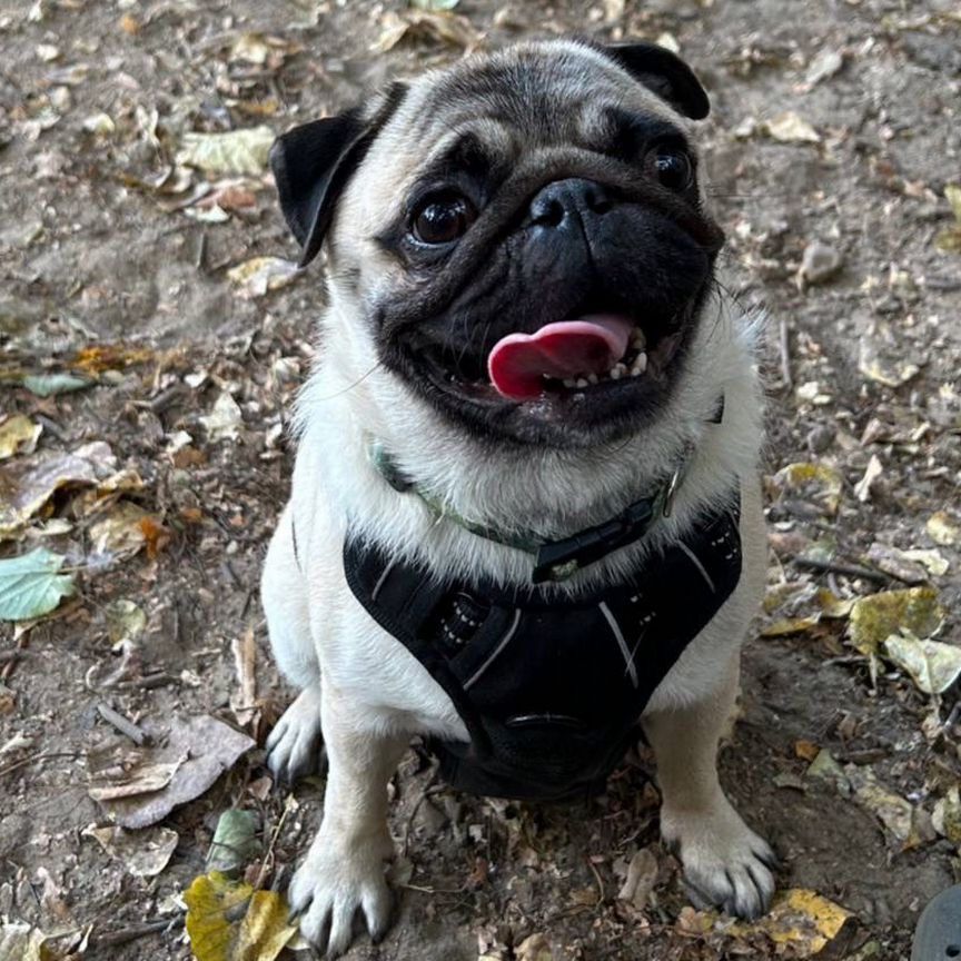 Мопс, щенок