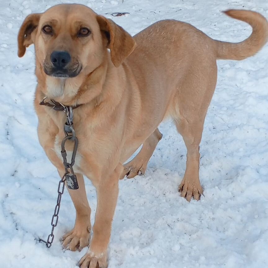 Герда ищет новый дом