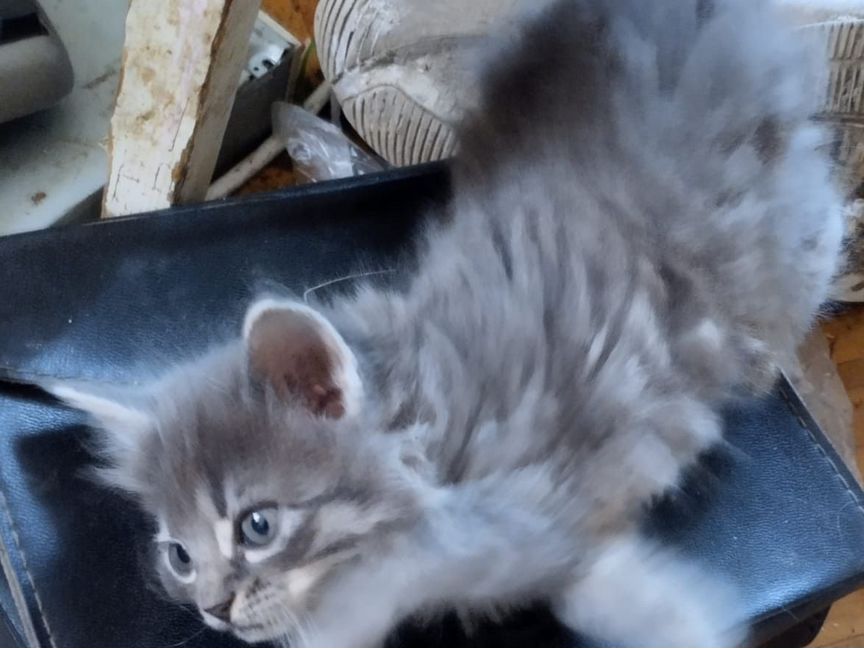 Котята в добрые руки бесплатно